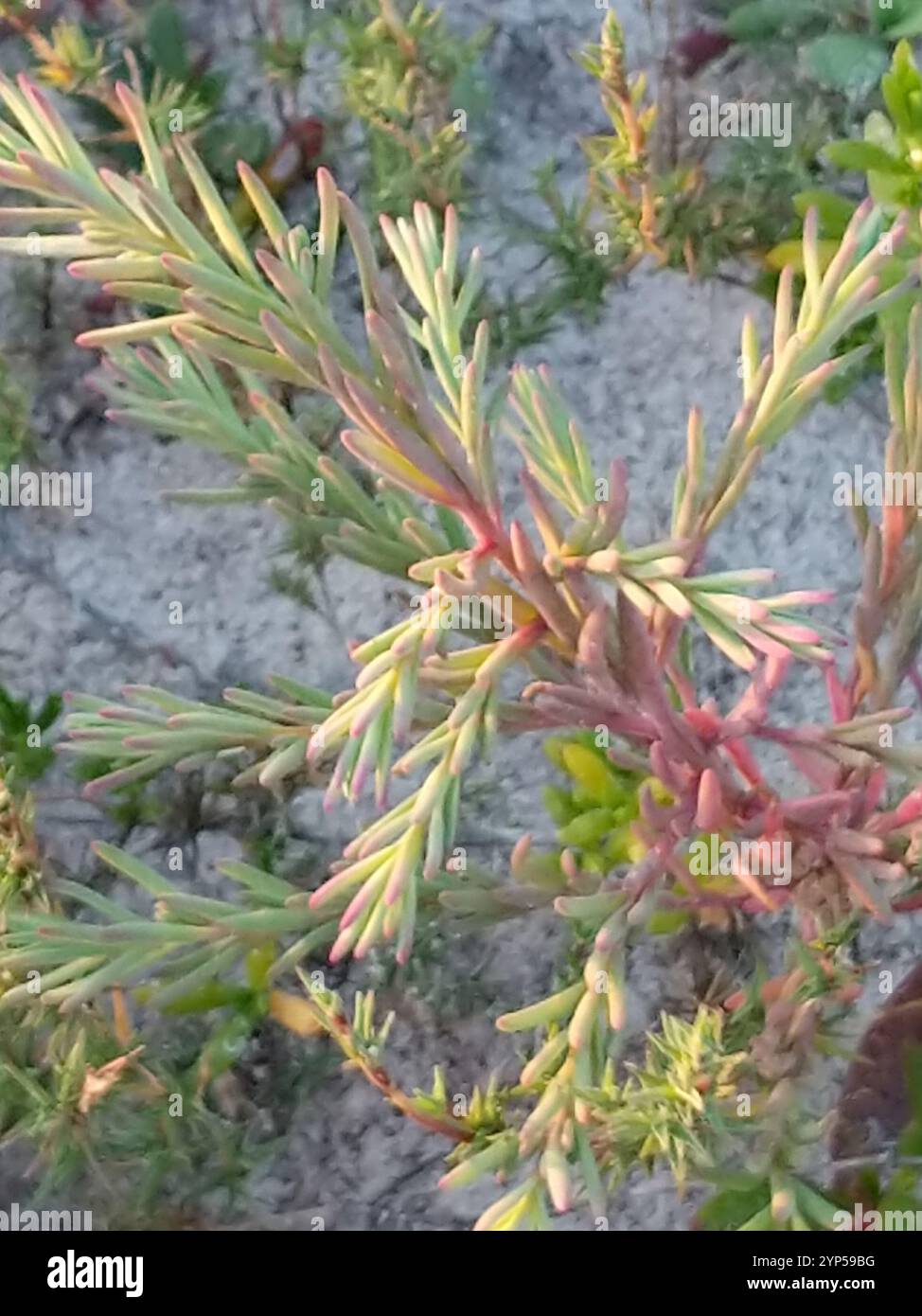 Annual Seepweed (Suaeda linearis Stock Photo - Alamy
