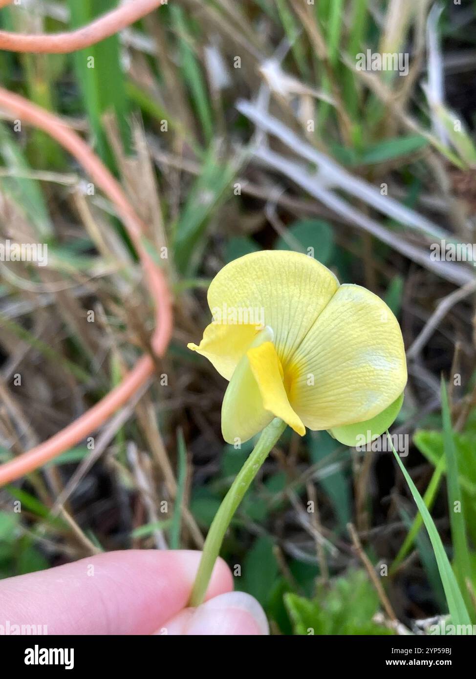 Vigna luteola hi-res stock photography and images - Alamy