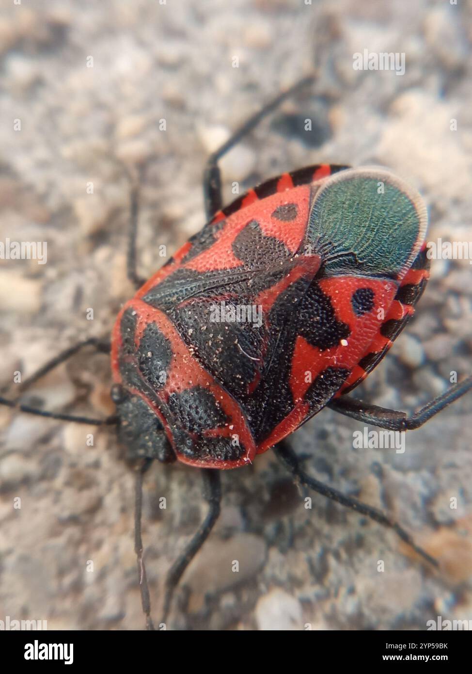 cruciferous bug (Eurydema ventralis Stock Photo - Alamy