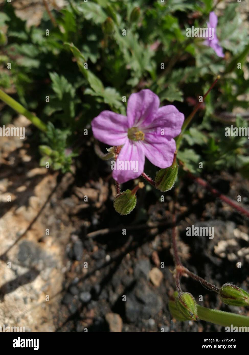 Mediterranean Stork's-bill (Erodium botrys Stock Photo - Alamy