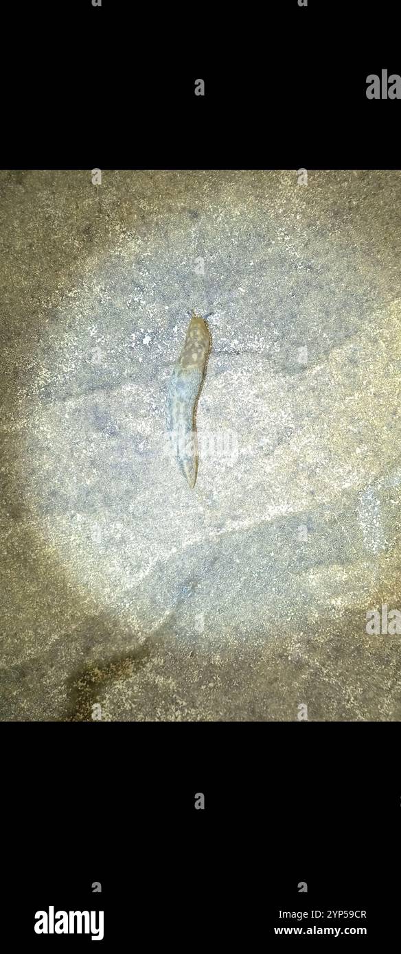 Green Cellar Slug (Limacus maculatus Stock Photo - Alamy