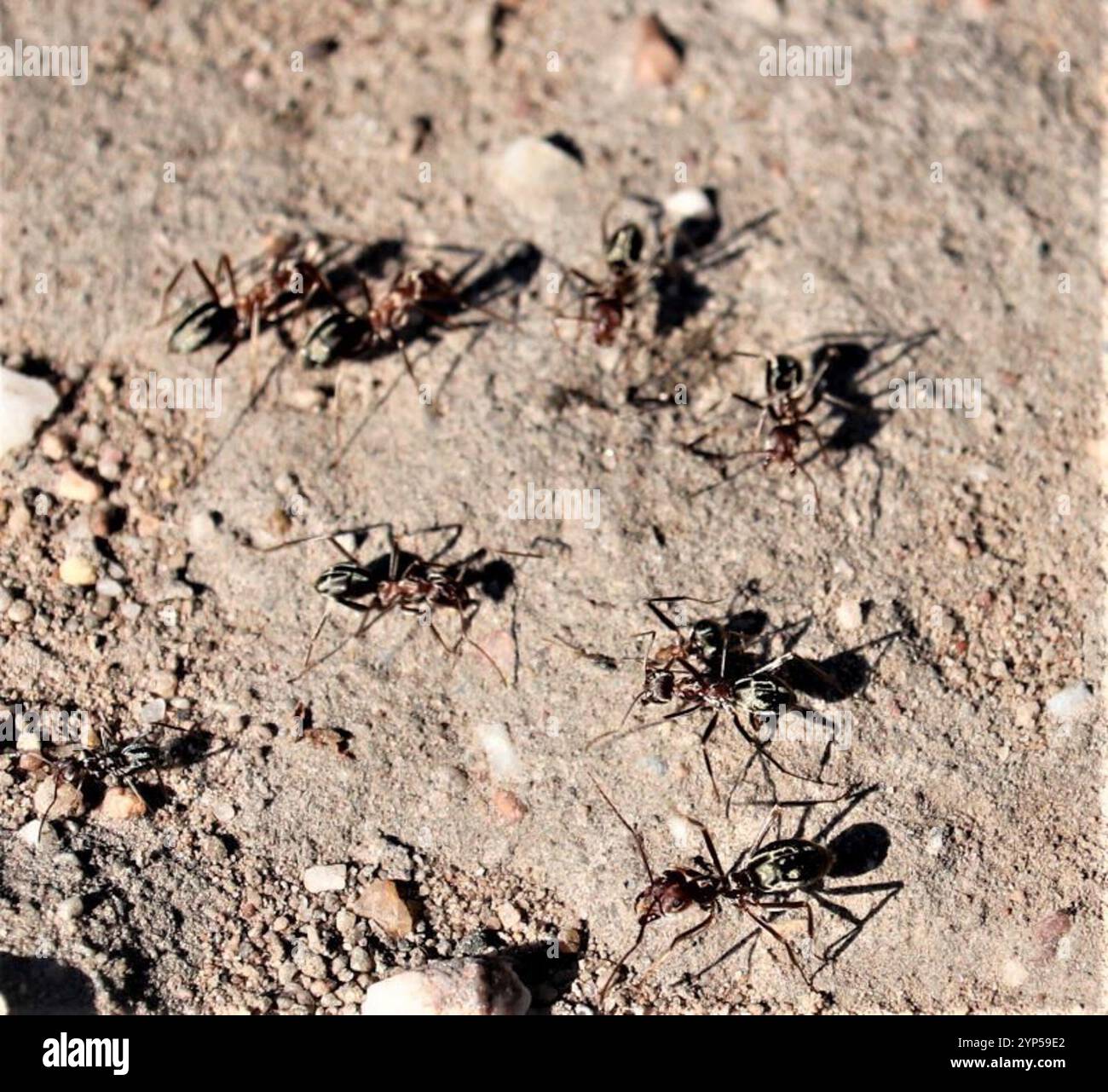 Large Pugnacious Ant (Anoplolepis custodiens Stock Photo - Alamy