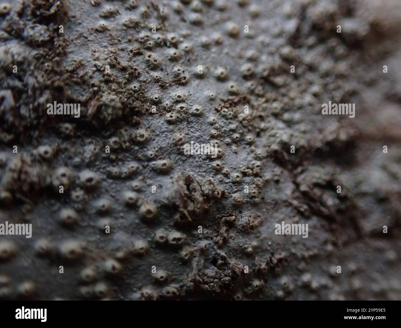 Barnacle lichens hi-res stock photography and images - Alamy