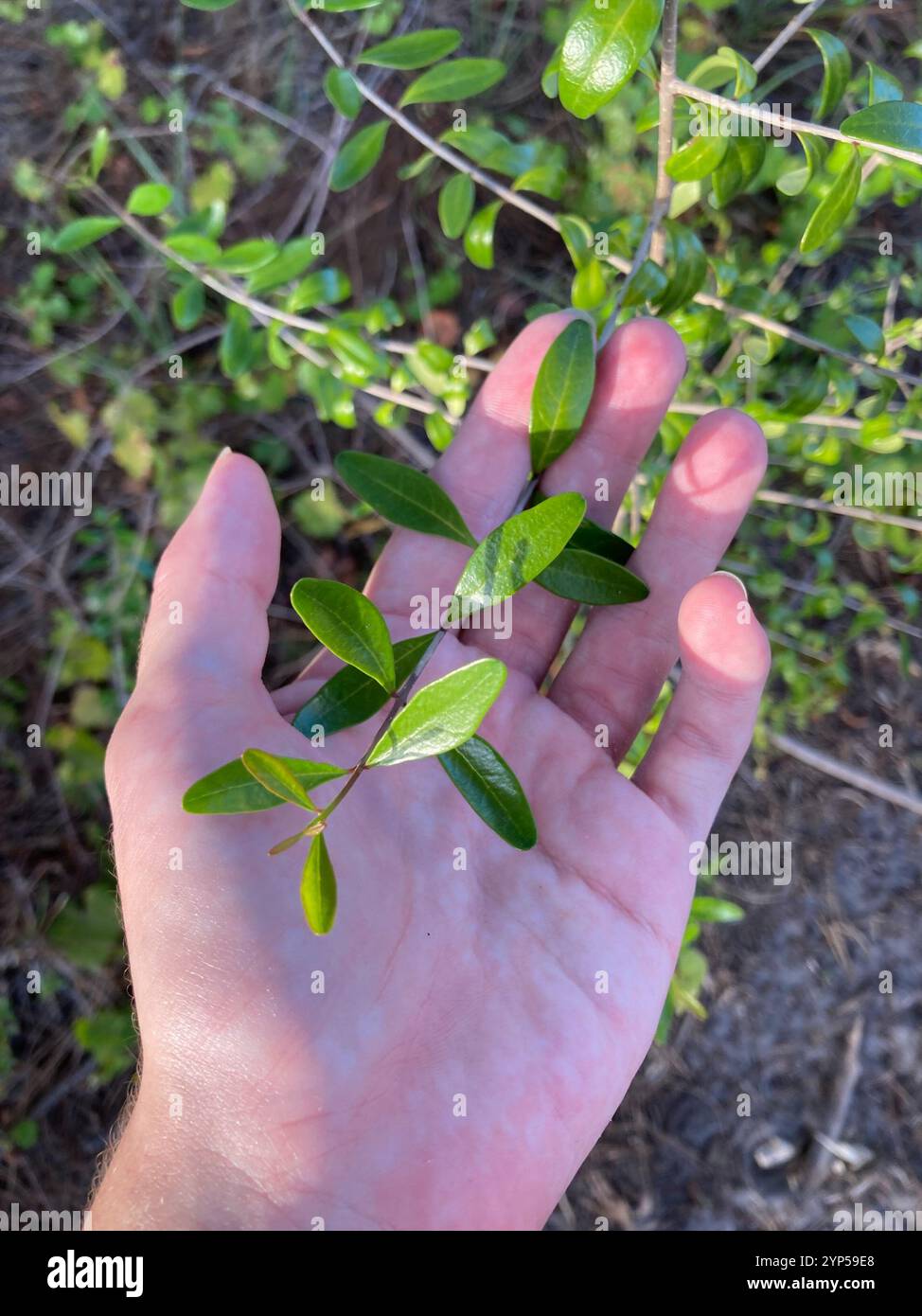 Florida swampprivet (Forestiera segregata Stock Photo - Alamy