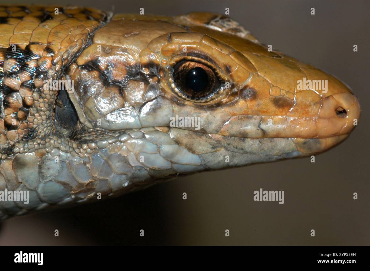 Western Girdled Lizard (Zonosaurus laticaudatus Stock Photo - Alamy