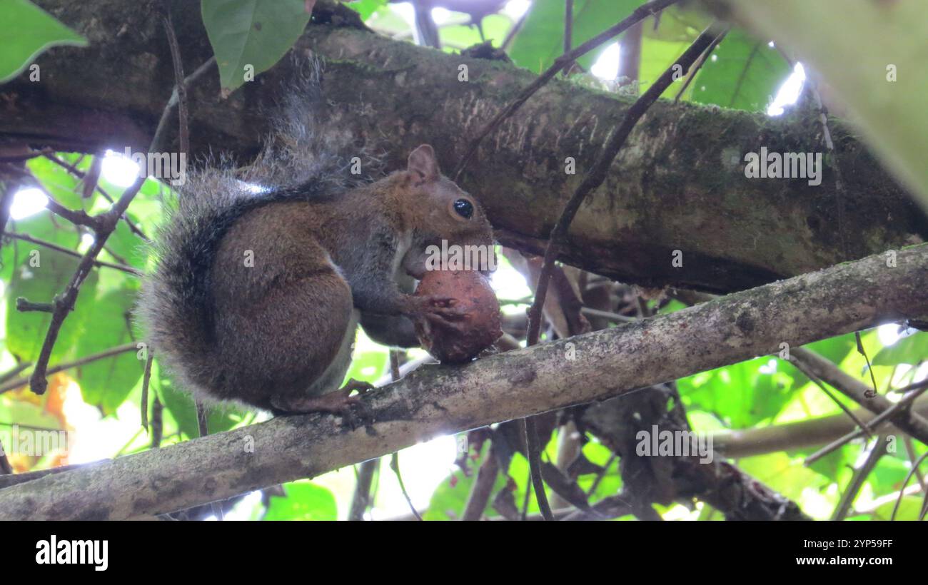 Sciurus deppei hi-res stock photography and images - Alamy