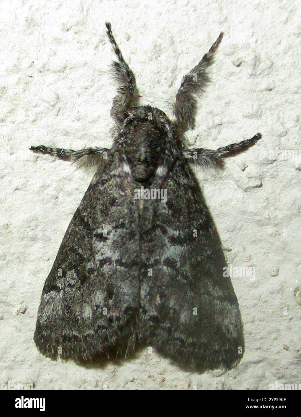 Tussock Moths (Lymantriinae Stock Photo - Alamy
