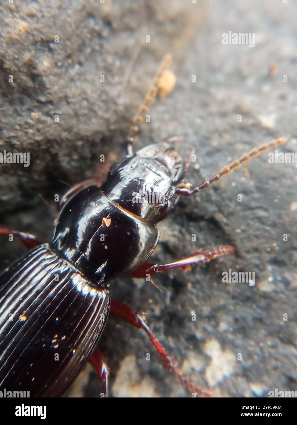 Molops hi-res stock photography and images - Alamy