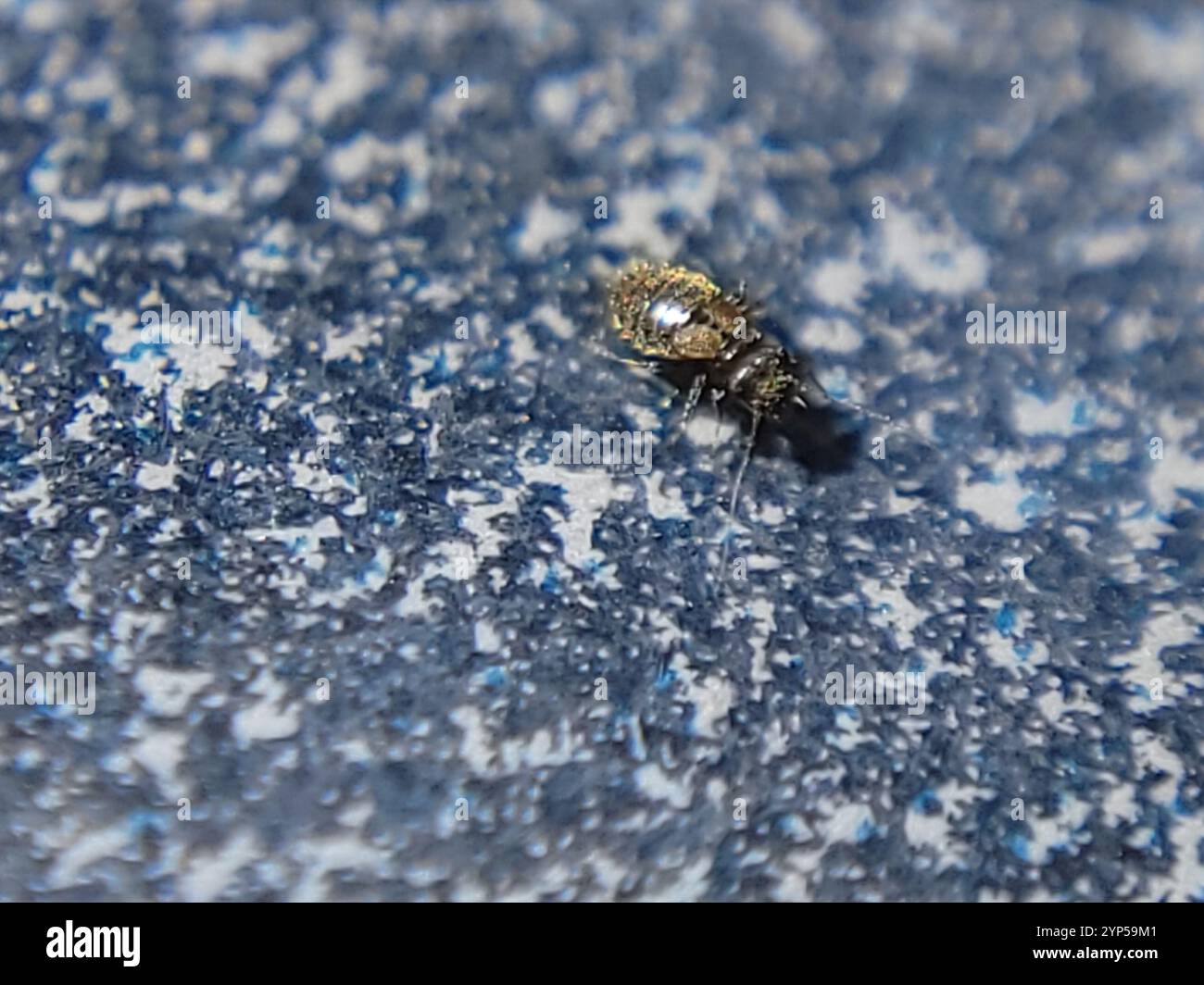 Barklice, Booklice, and Parasitic Lice (Psocodea Stock Photo - Alamy