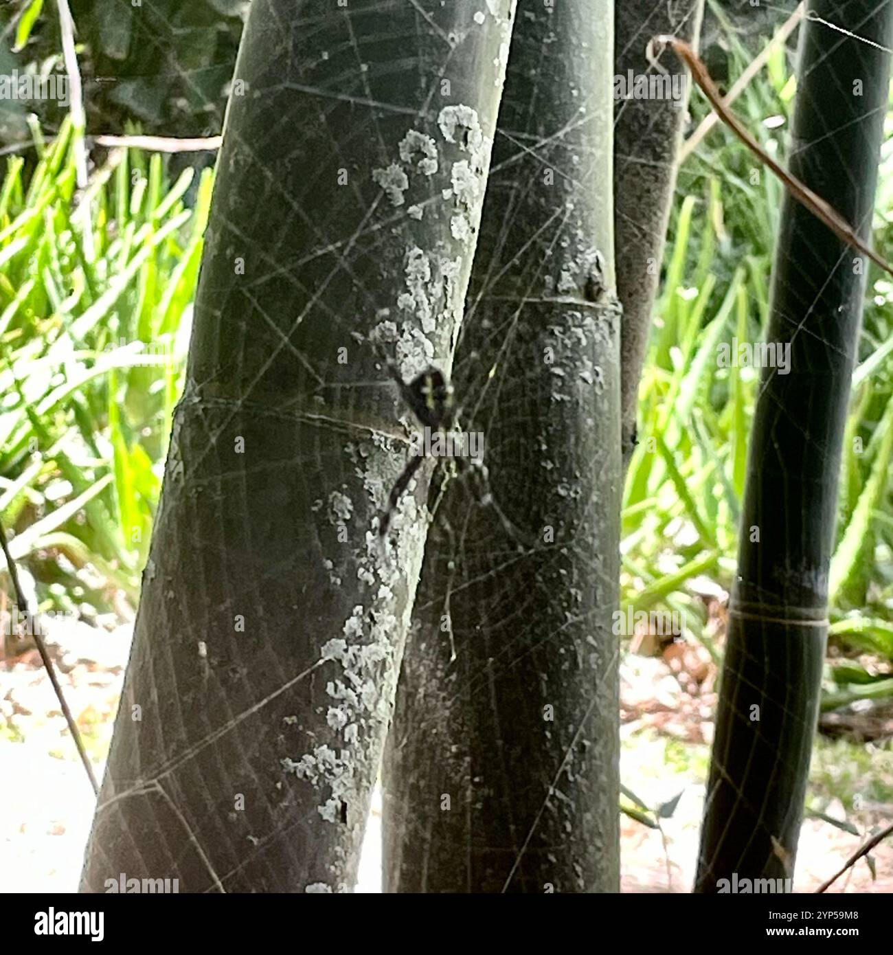 Hawaiian garden spider hi-res stock photography and images - Alamy