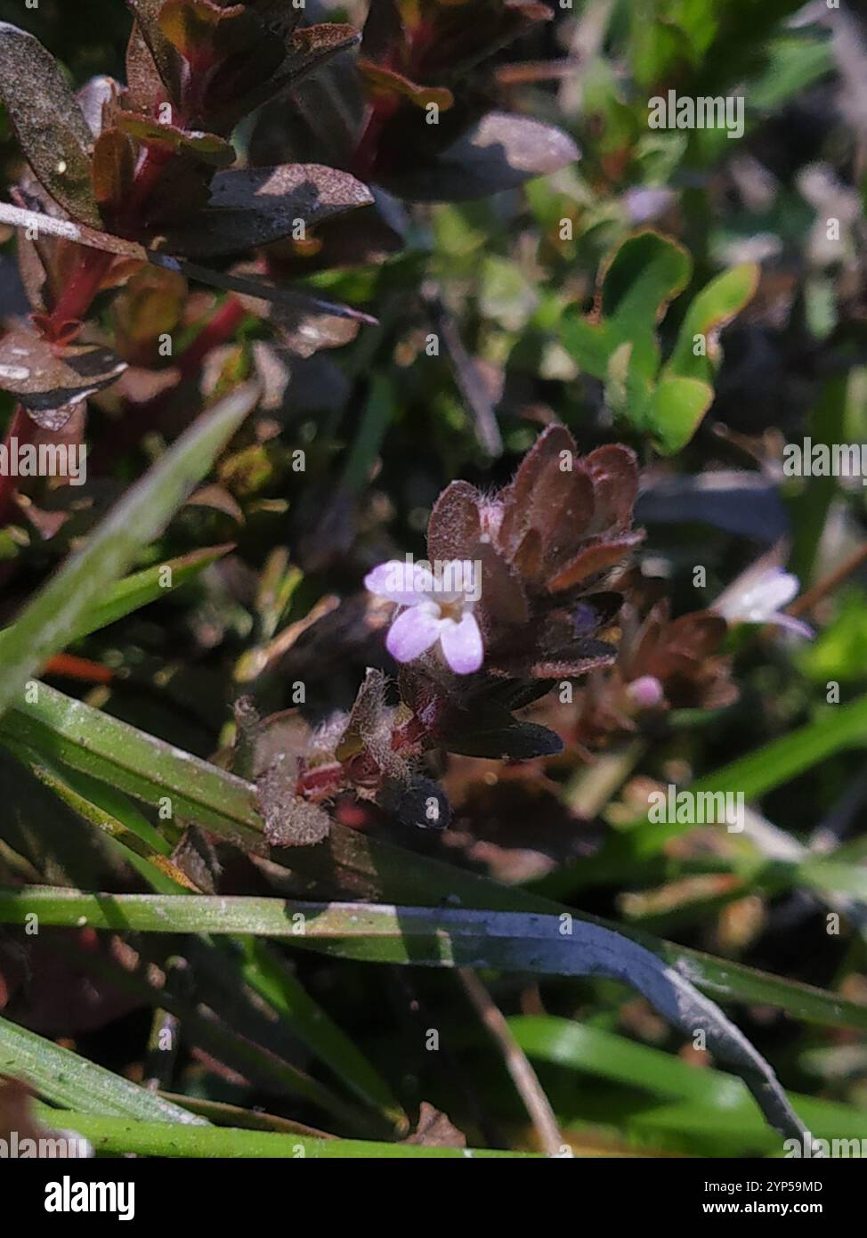 Hygrophila polysperma hi-res stock photography and images - Alamy