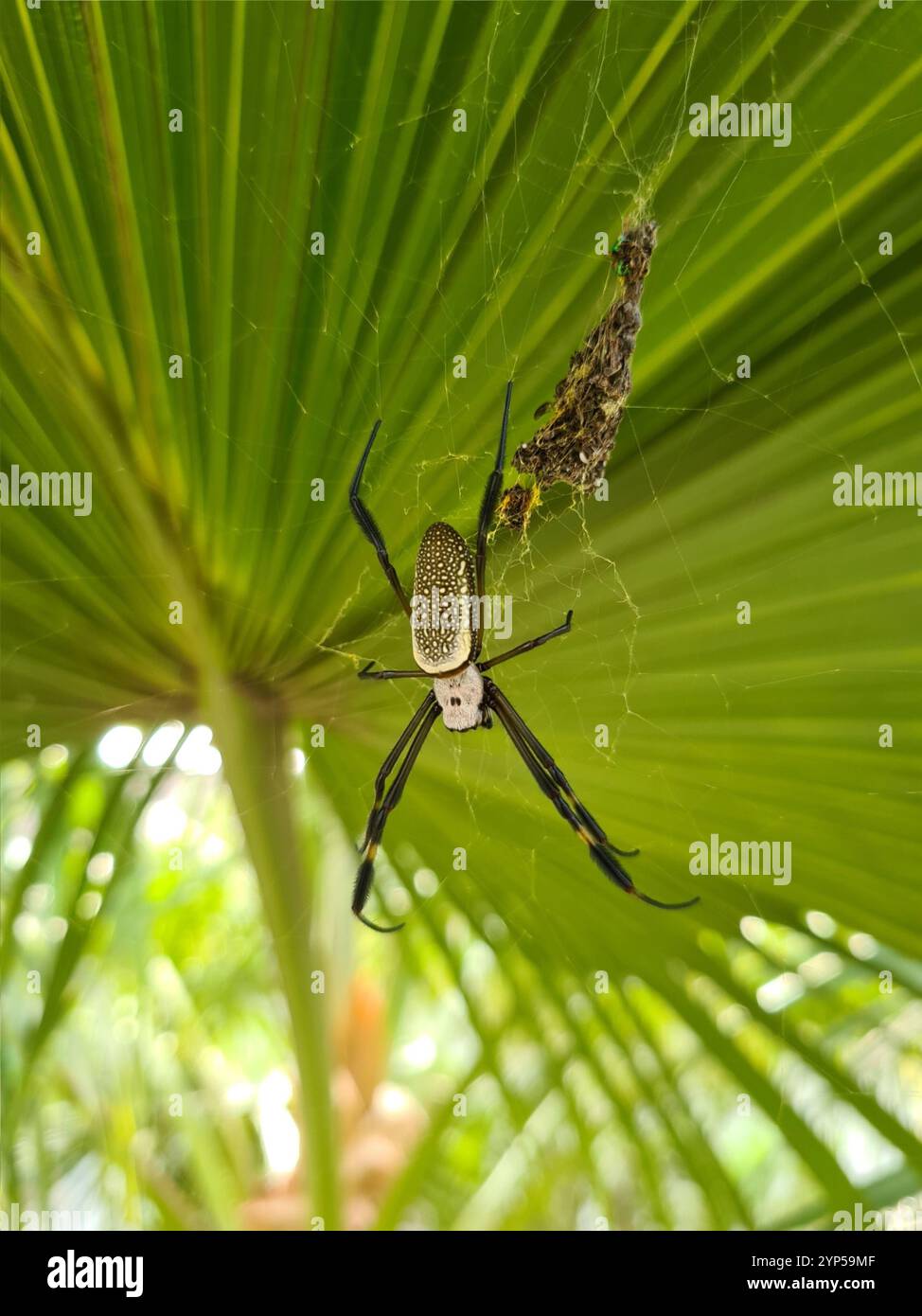 Golden Silk Spider (Trichonephila clavipes Stock Photo - Alamy