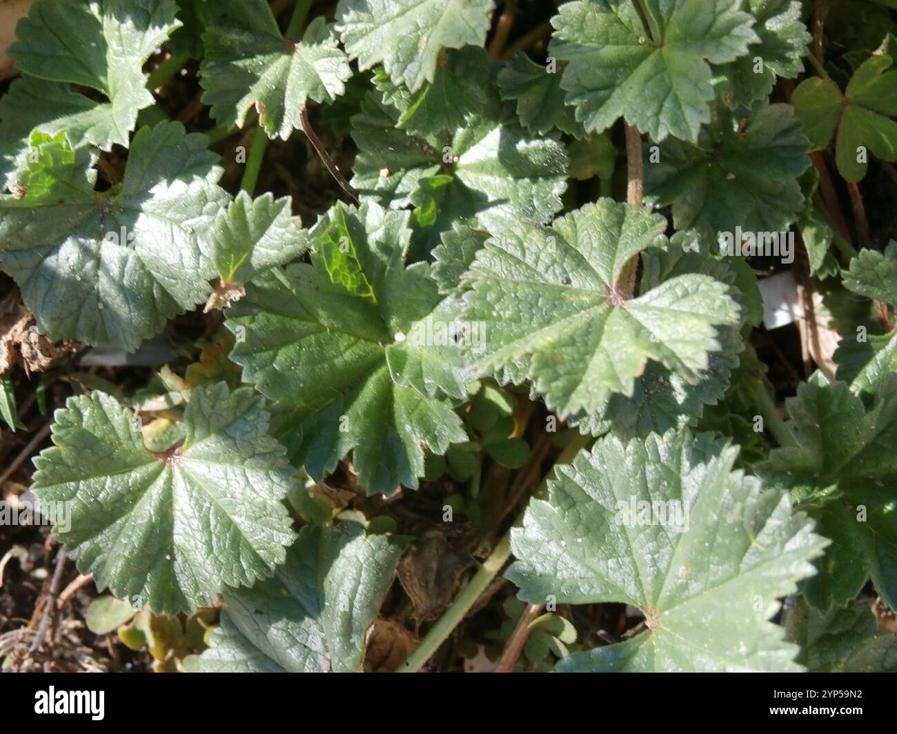 dwarf mallow (Malva neglecta Stock Photo - Alamy