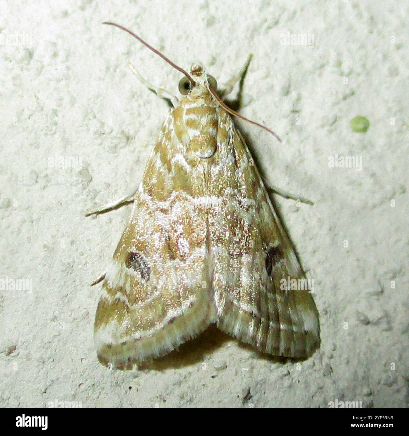 Old World Webworm (Hellula undalis Stock Photo - Alamy