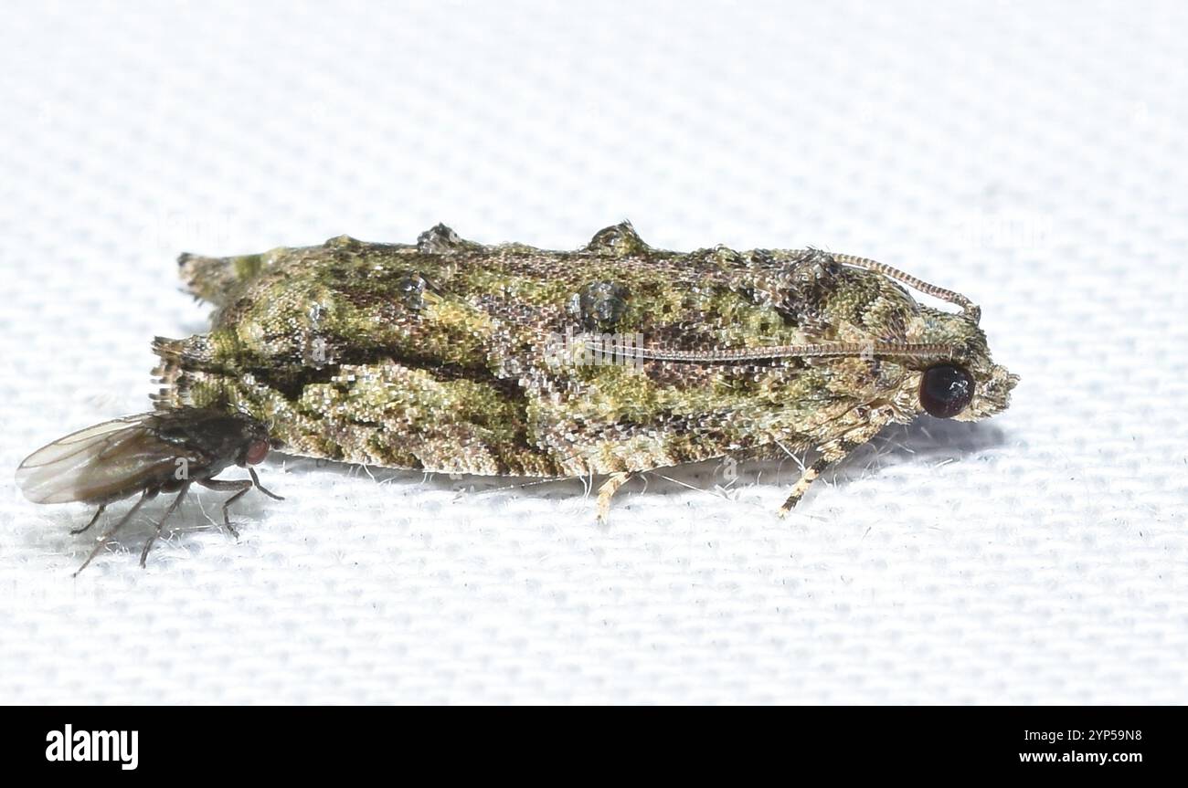 Maple Twig Borer Moth (Proteoteras aesculana Stock Photo - Alamy