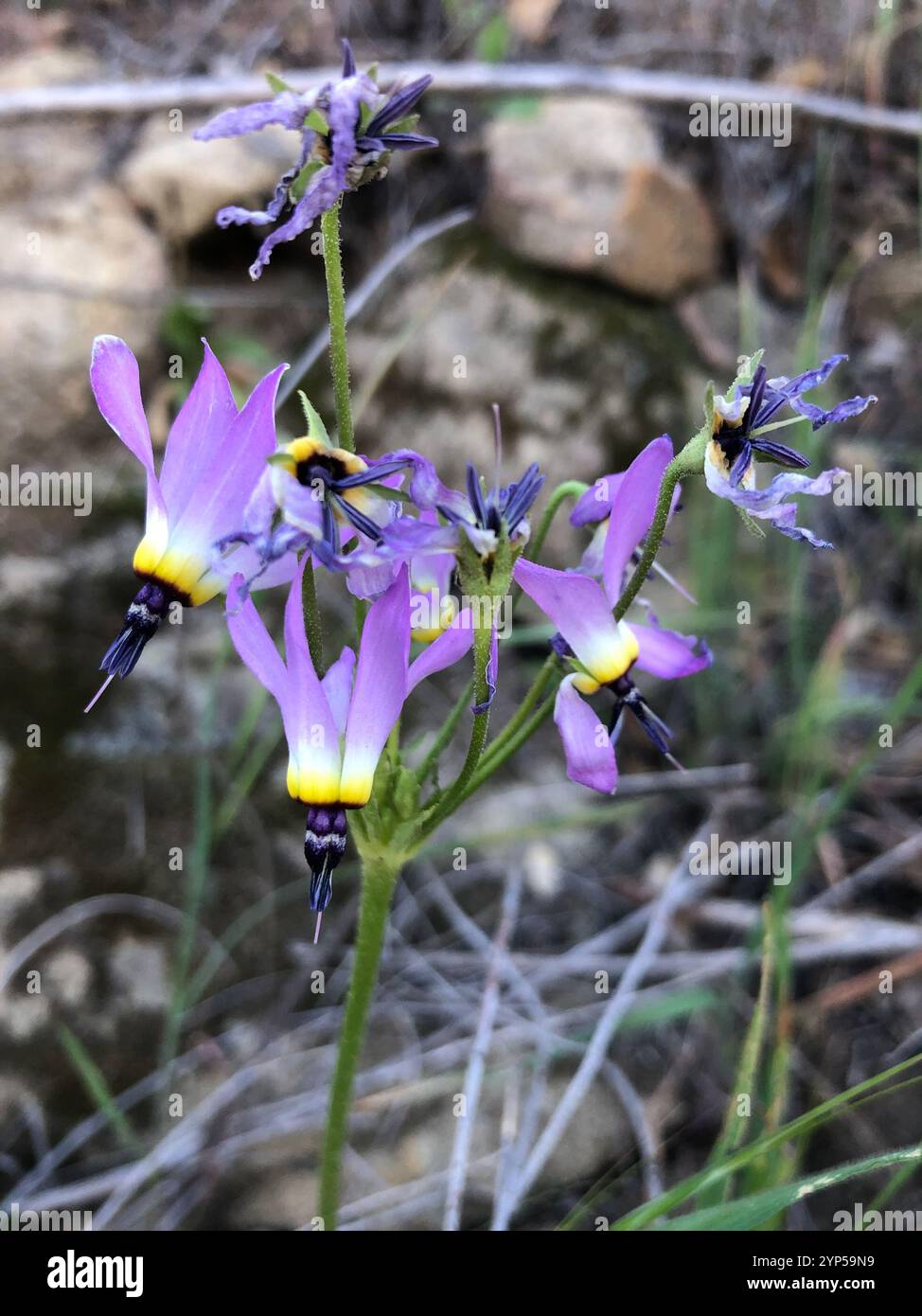 Padre's Shooting Star (Primula clevelandii Stock Photo - Alamy