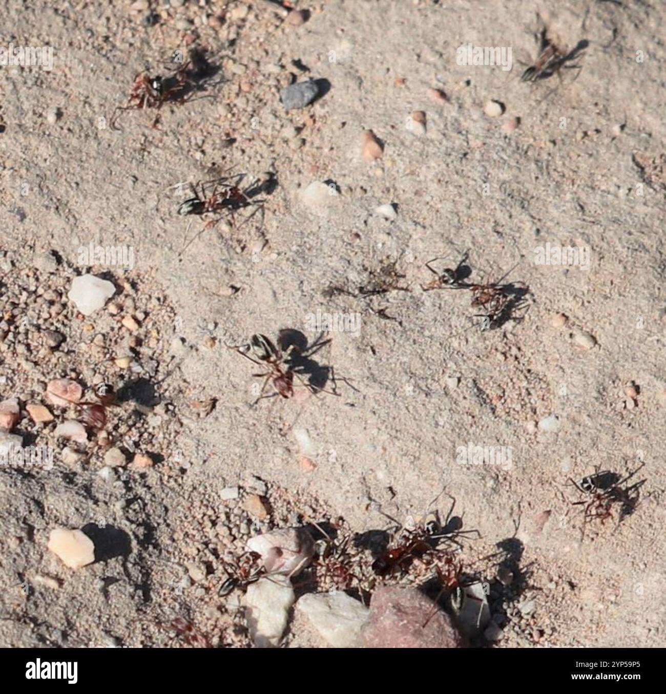 Large Pugnacious Ant (Anoplolepis custodiens Stock Photo - Alamy