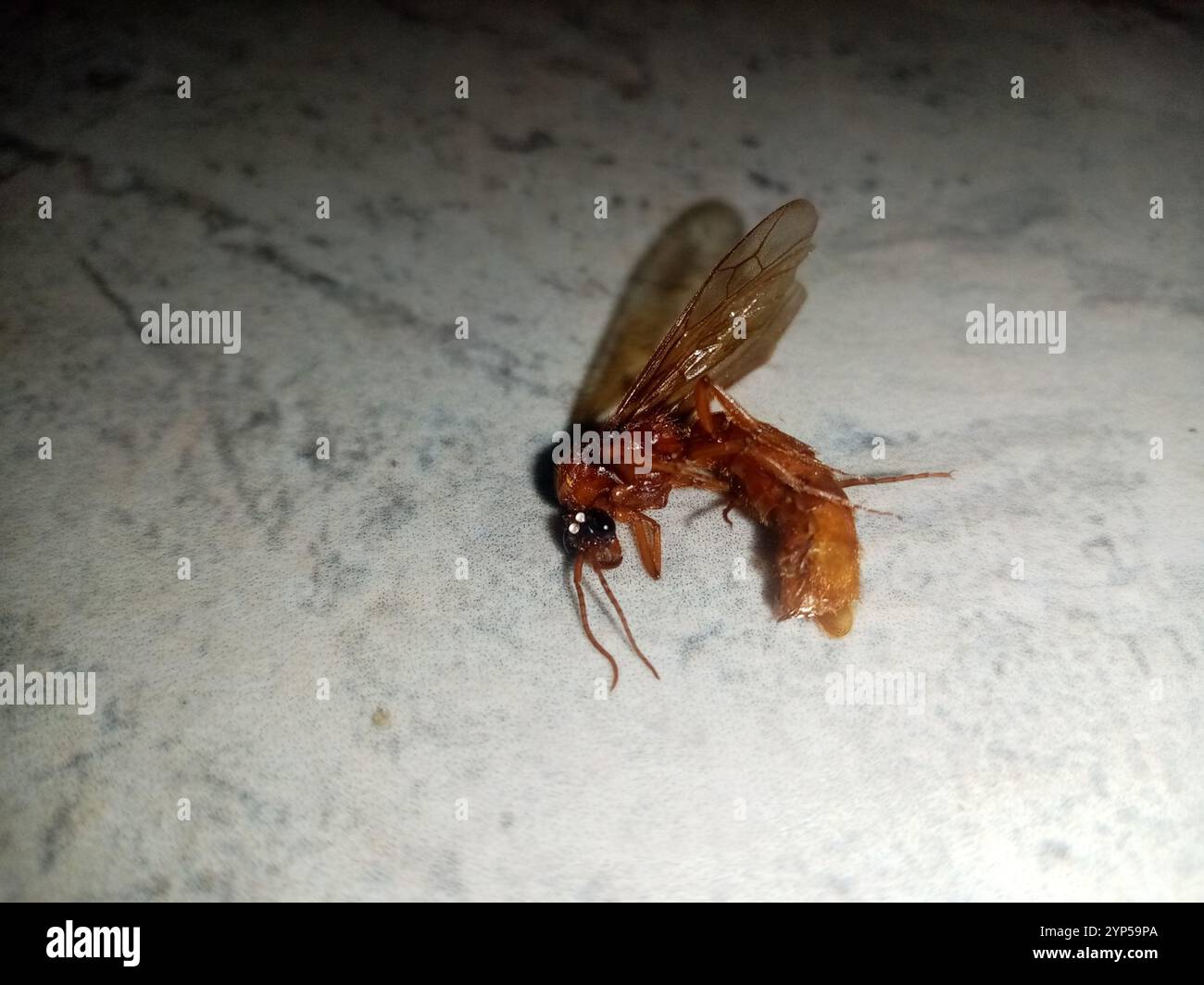 Army ants dorylinae hi-res stock photography and images - Alamy