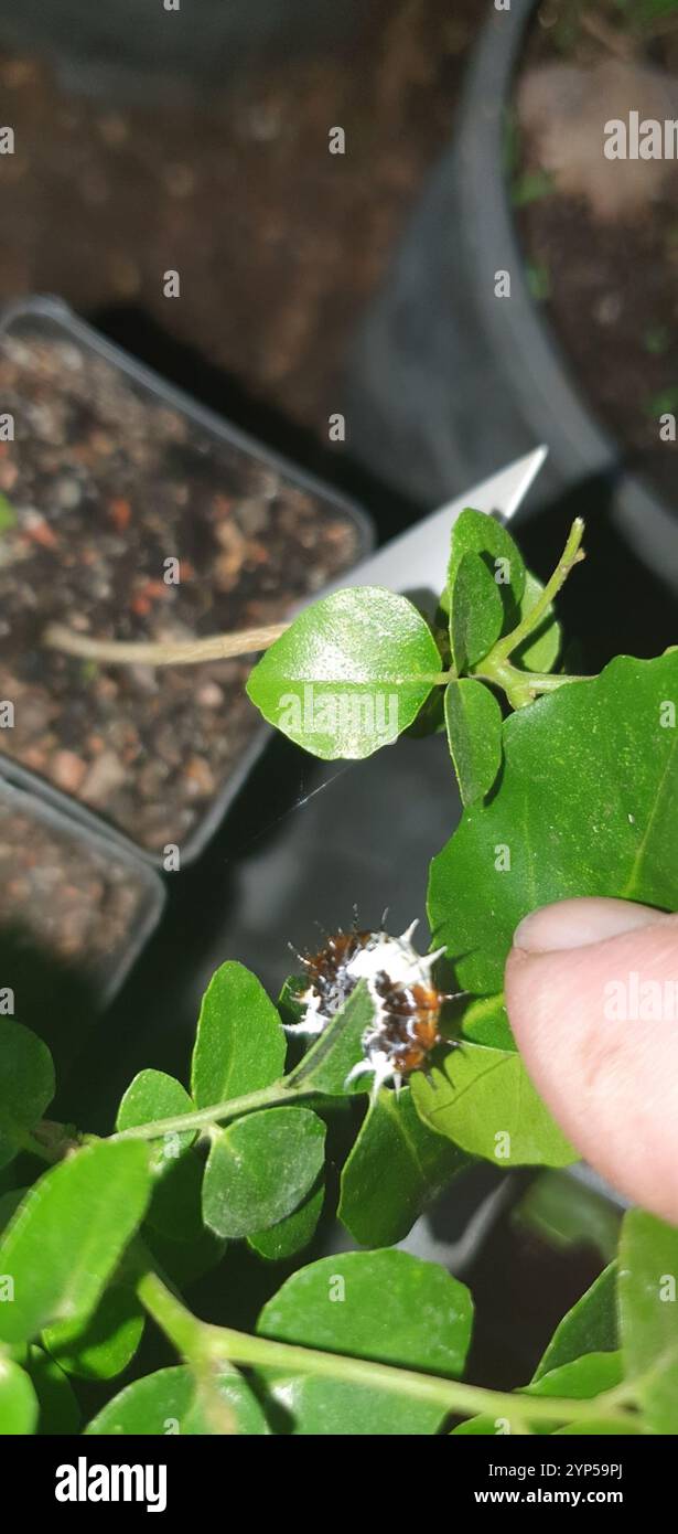 Orchard Swallowtail (Papilio aegeus Stock Photo - Alamy