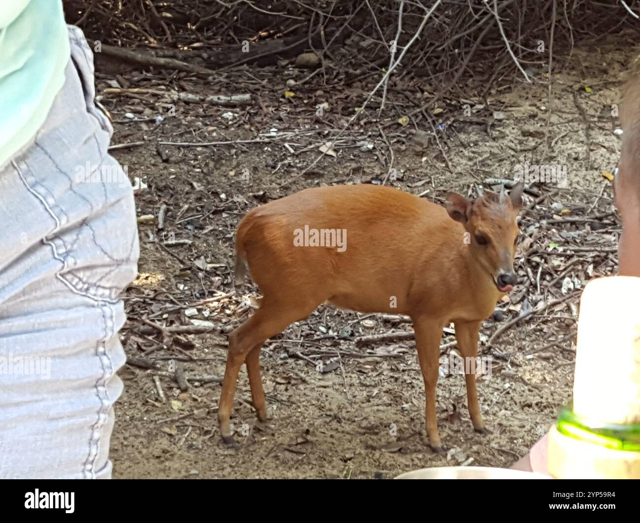 Red Forest Duiker (Cephalophorus natalensis Stock Photo - Alamy
