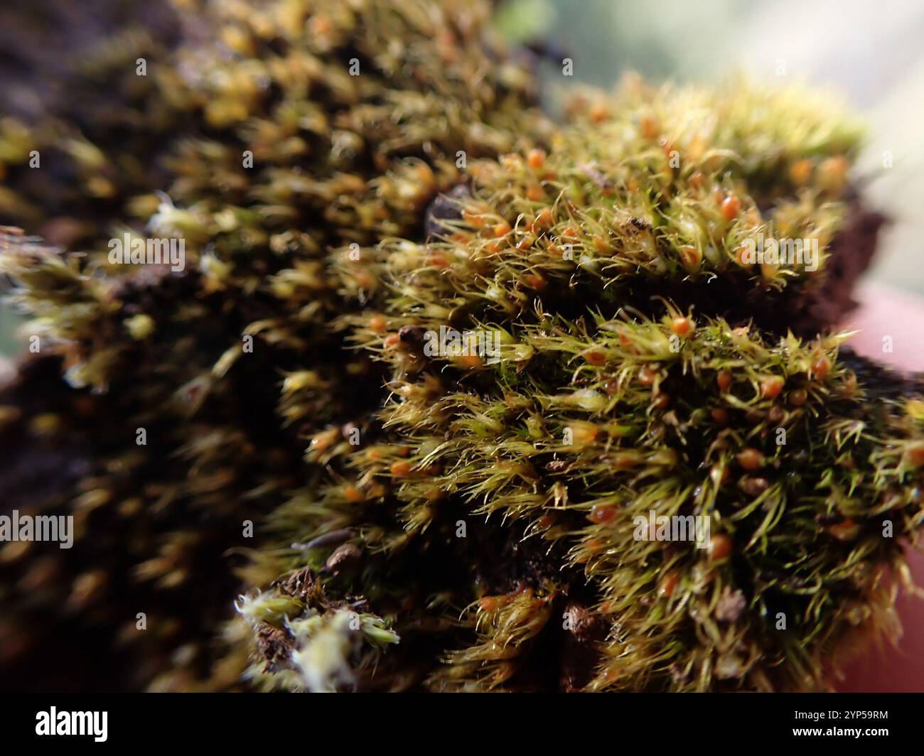 Taper-leaved Earth-moss (Pleuridium acuminatum Stock Photo - Alamy
