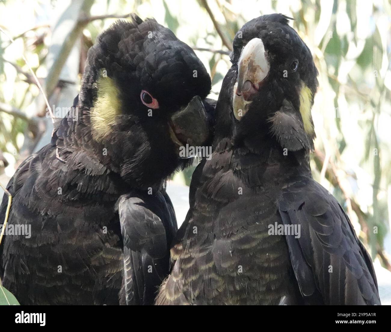 Yellow-tailed Black Cockatoo (Zanda funerea Stock Photo - Alamy