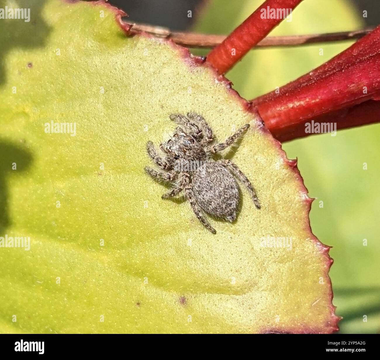 Red-bellied Jumping Spider (Philaeus chrysops Stock Photo - Alamy