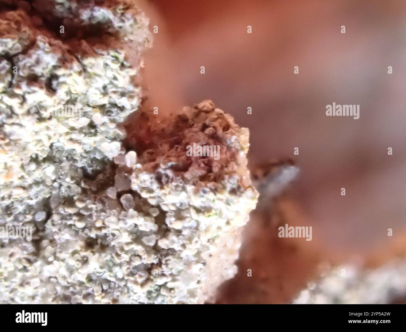 Brown Beret Lichen (Baeomyces rufus Stock Photo - Alamy