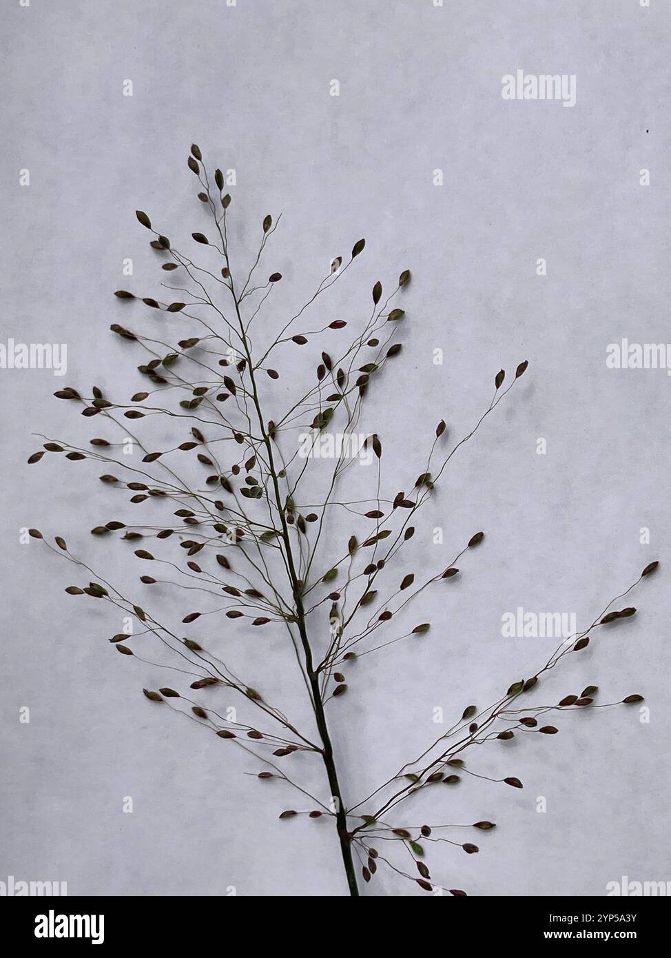 variable witchgrass (Dichanthelium commutatum Stock Photo - Alamy