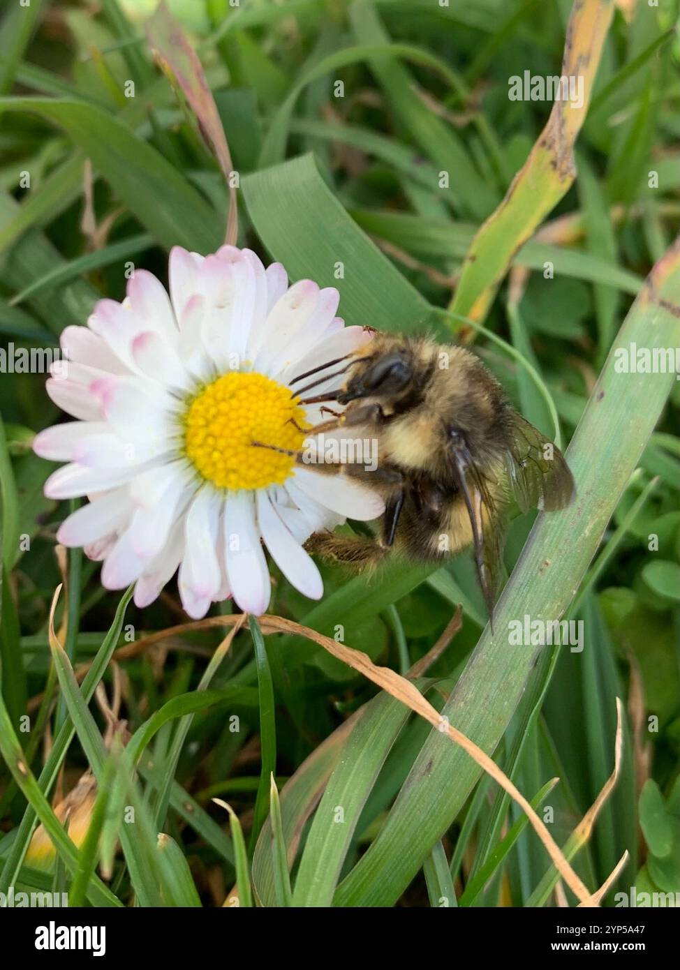 Sitkensis hi-res stock photography and images - Alamy