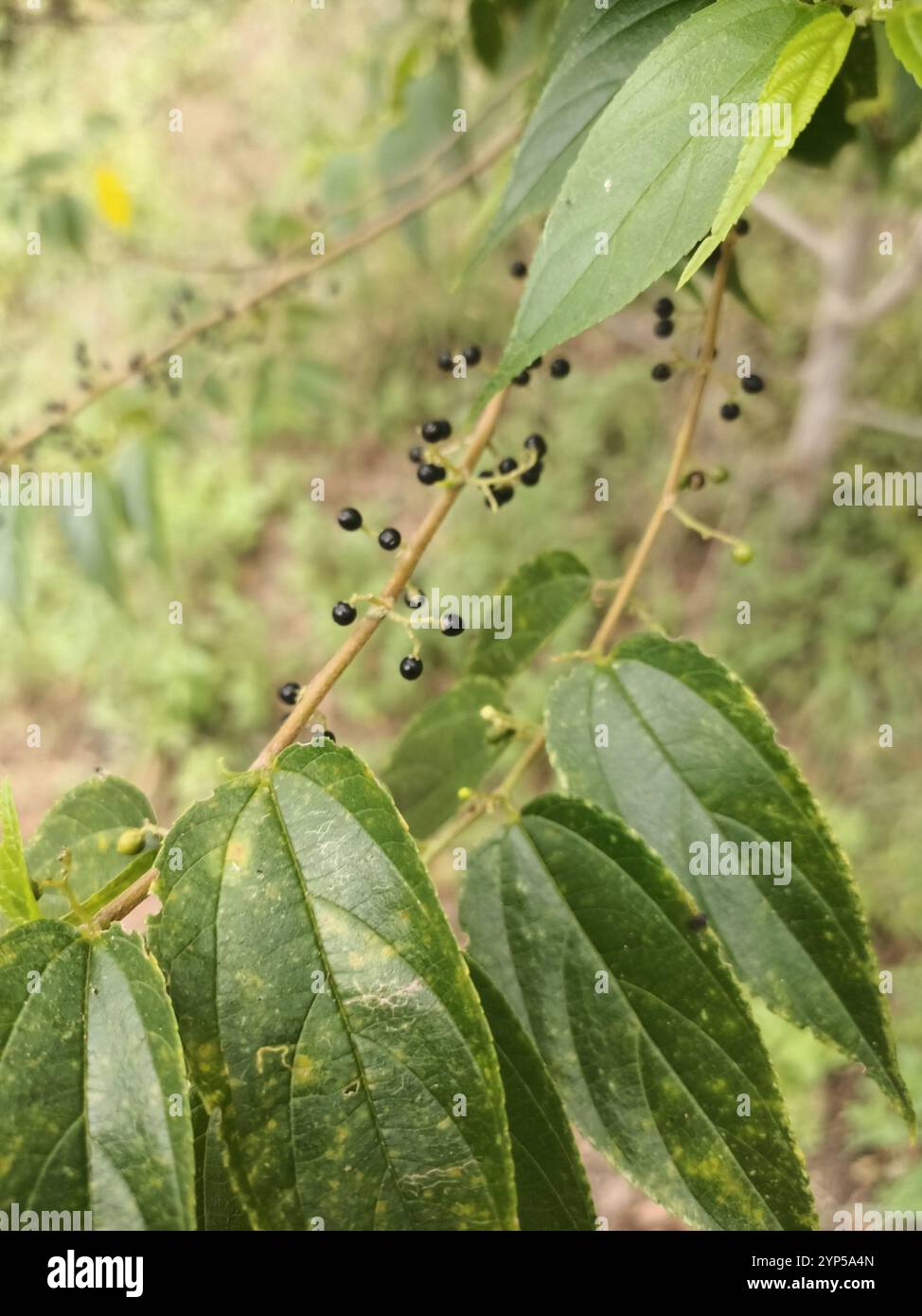 Nettle Tree (Trema tomentosa Stock Photo - Alamy
