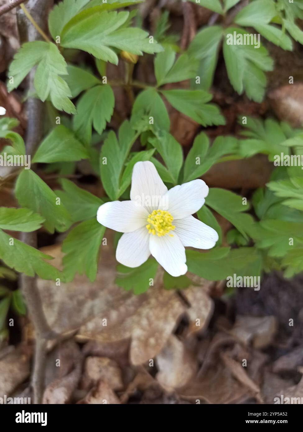wood anemone (Anemonoides nemorosa Stock Photo - Alamy