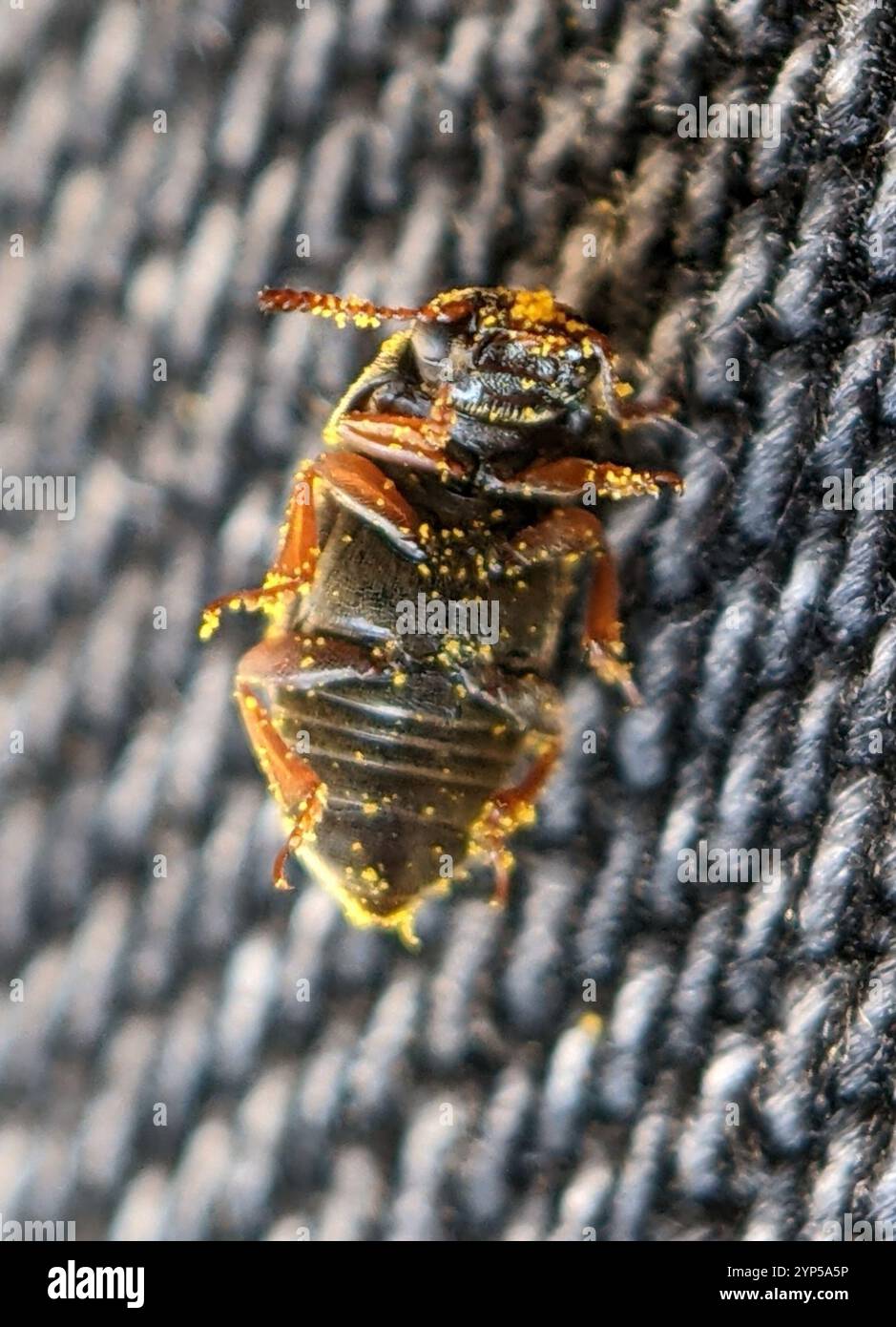 Short-winged Flower Beetles (Kateretidae Stock Photo - Alamy