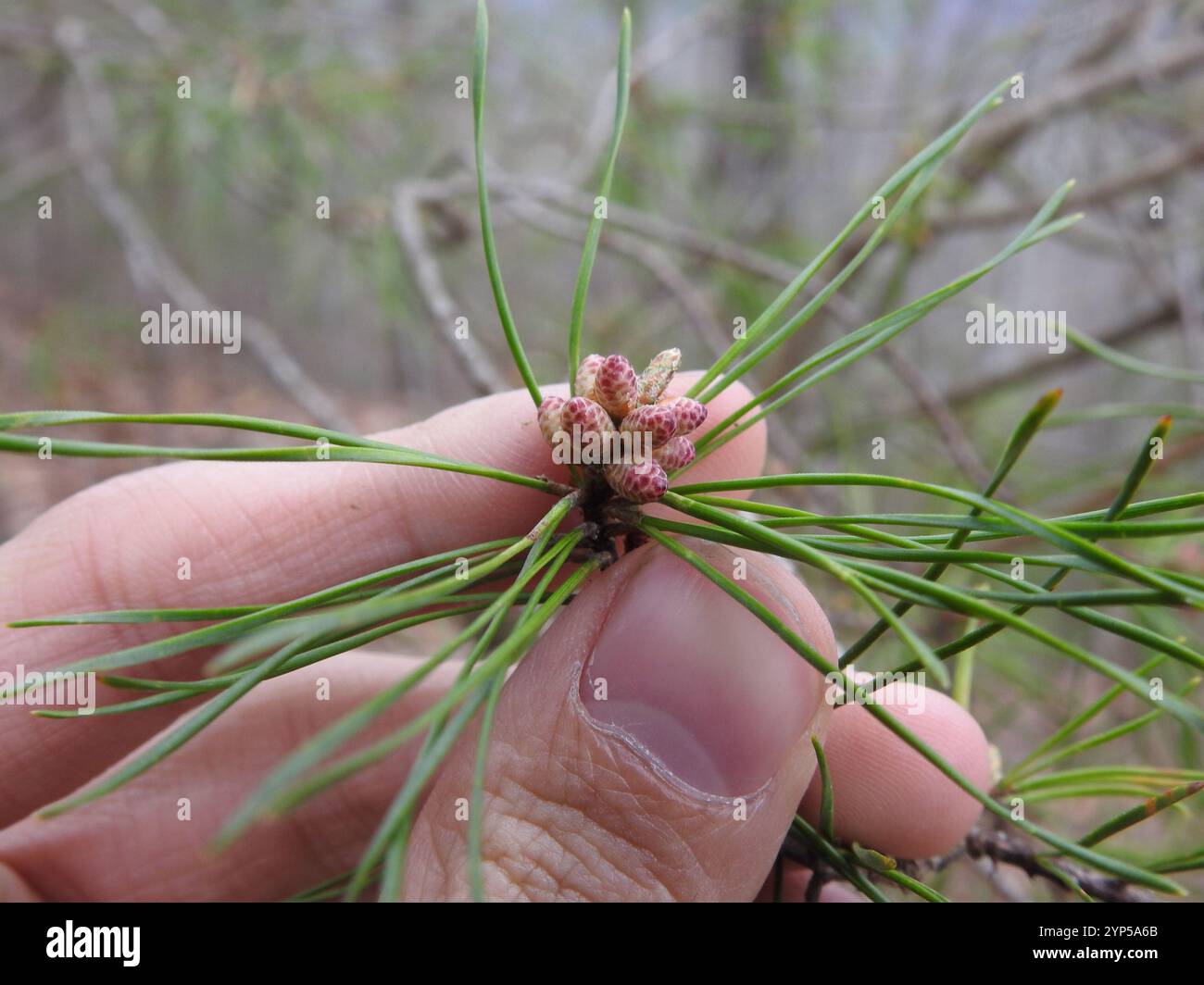 Virginia pine (Pinus virginiana Stock Photo - Alamy