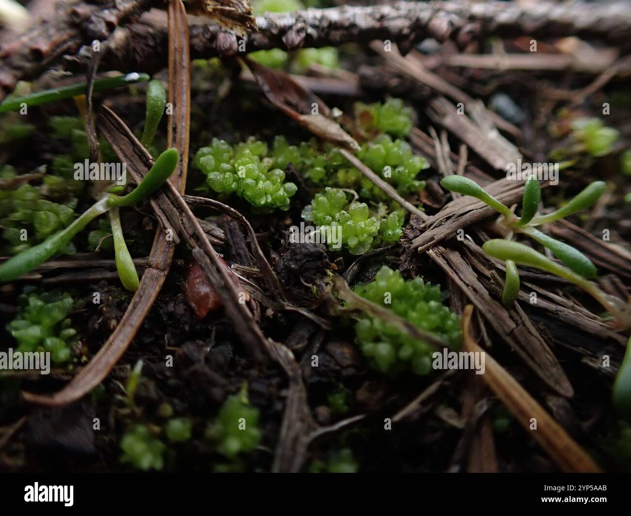 Texas Balloonwort (Sphaerocarpos texanus Stock Photo - Alamy