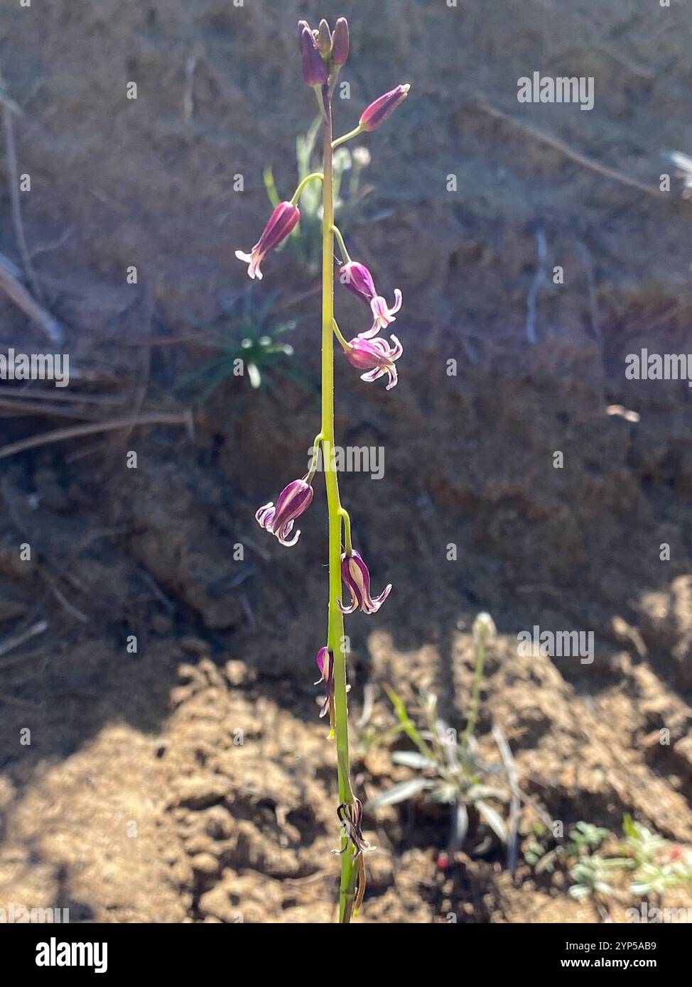 San Diego Wild Cabbage (Caulanthus heterophyllus Stock Photo - Alamy