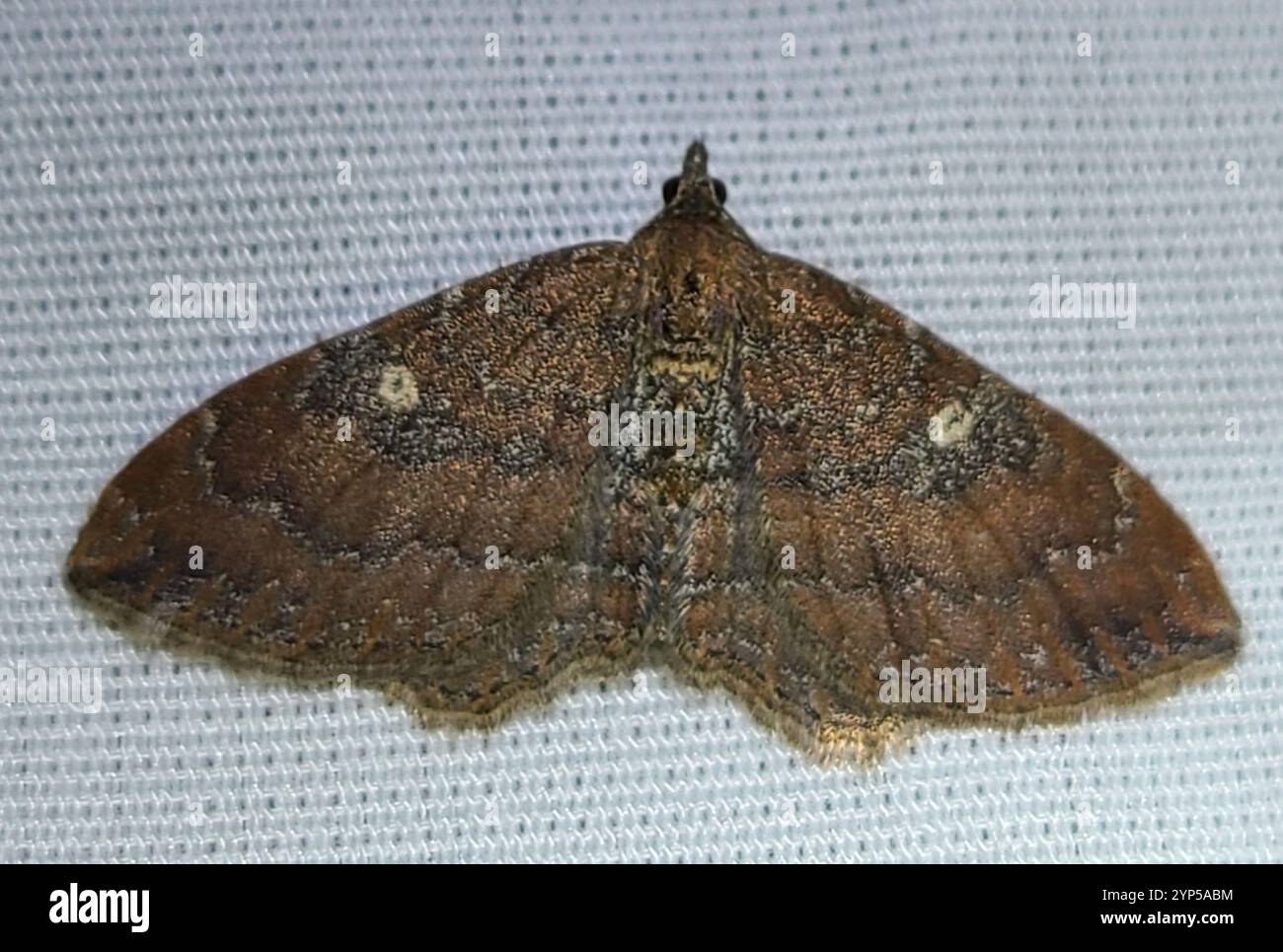 Gem Moth (Orthonama obstipata Stock Photo - Alamy