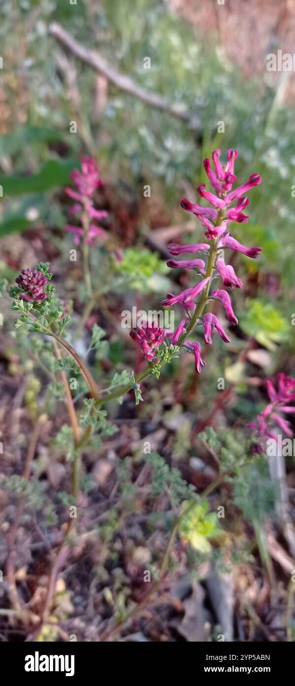 Common Fumitory (Fumaria officinalis Stock Photo - Alamy