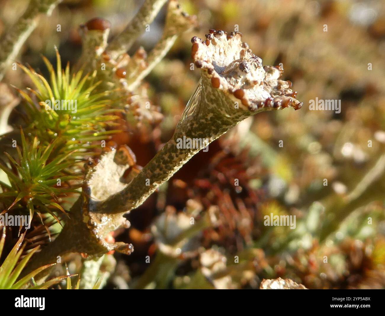 Ladder Lichen (Cladonia verticillata Stock Photo - Alamy