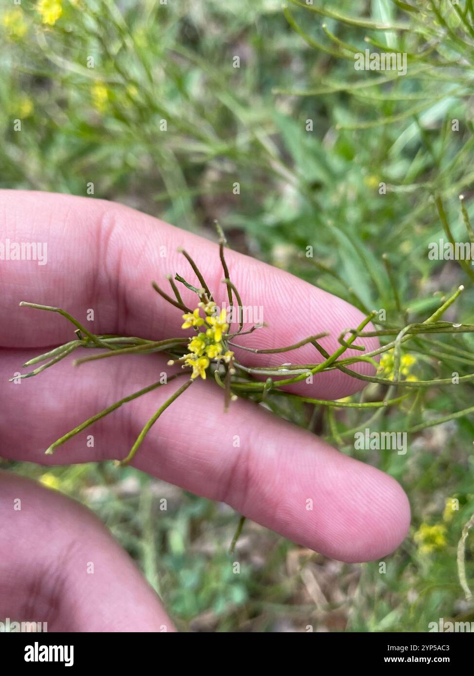 Sisymbrium irio hi-res stock photography and images - Alamy