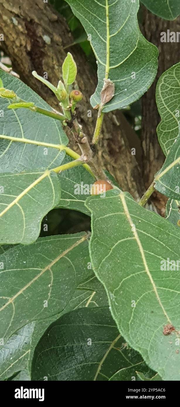 Sandpaper fig hi-res stock photography and images - Alamy