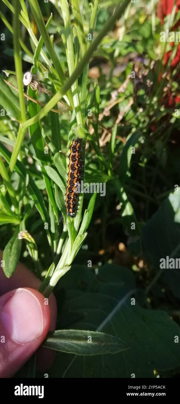 Magpie Moth Hybrid (Nyctemera annulata × amicus Stock Photo - Alamy