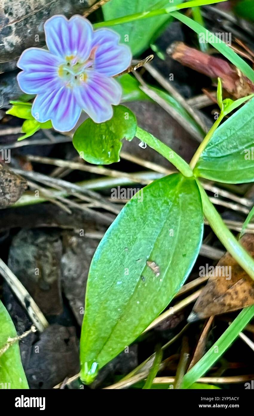 Candy Flower (Claytonia sibirica Stock Photo - Alamy
