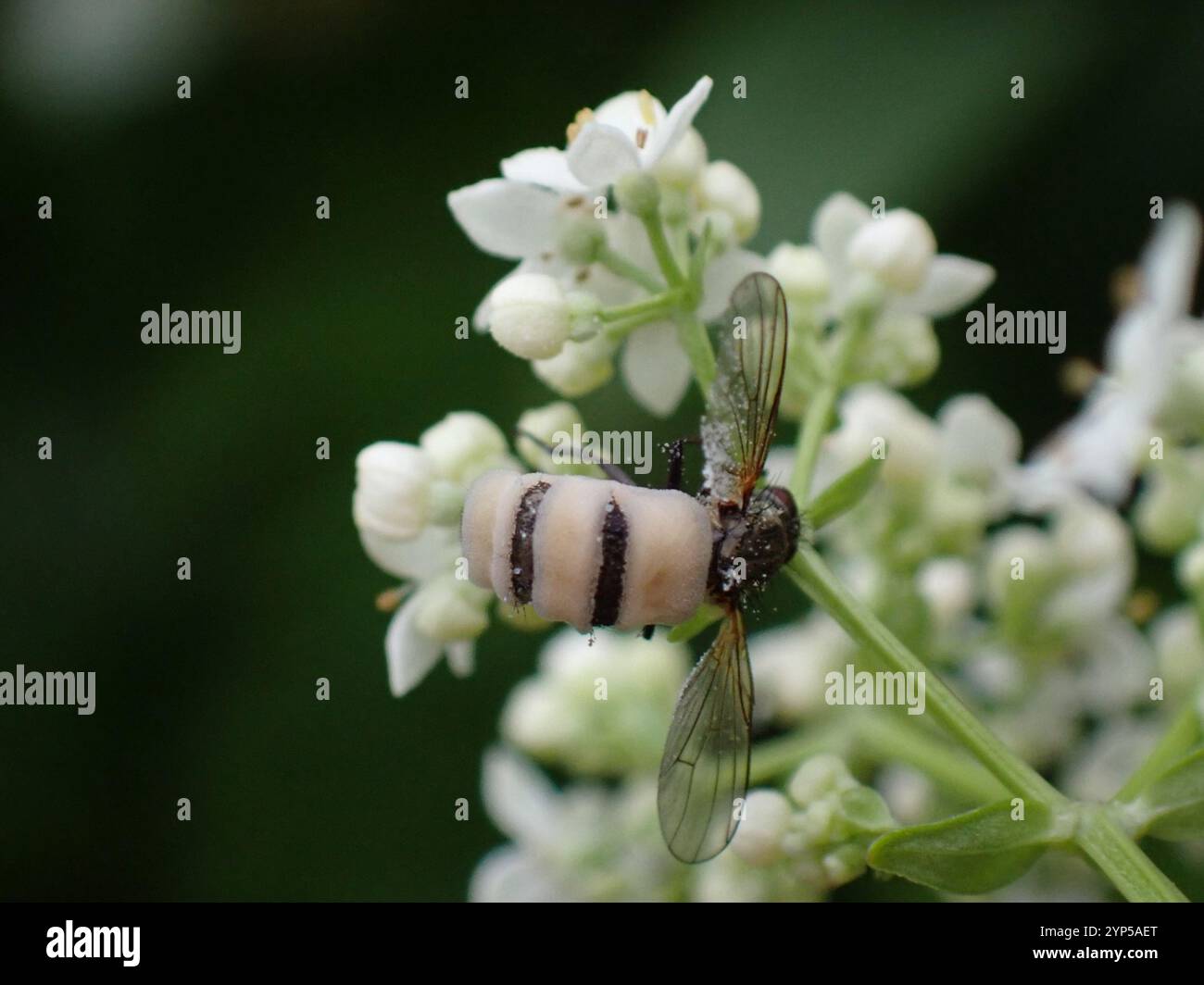 Fly Death Fungi (Entomophthora muscae Stock Photo - Alamy