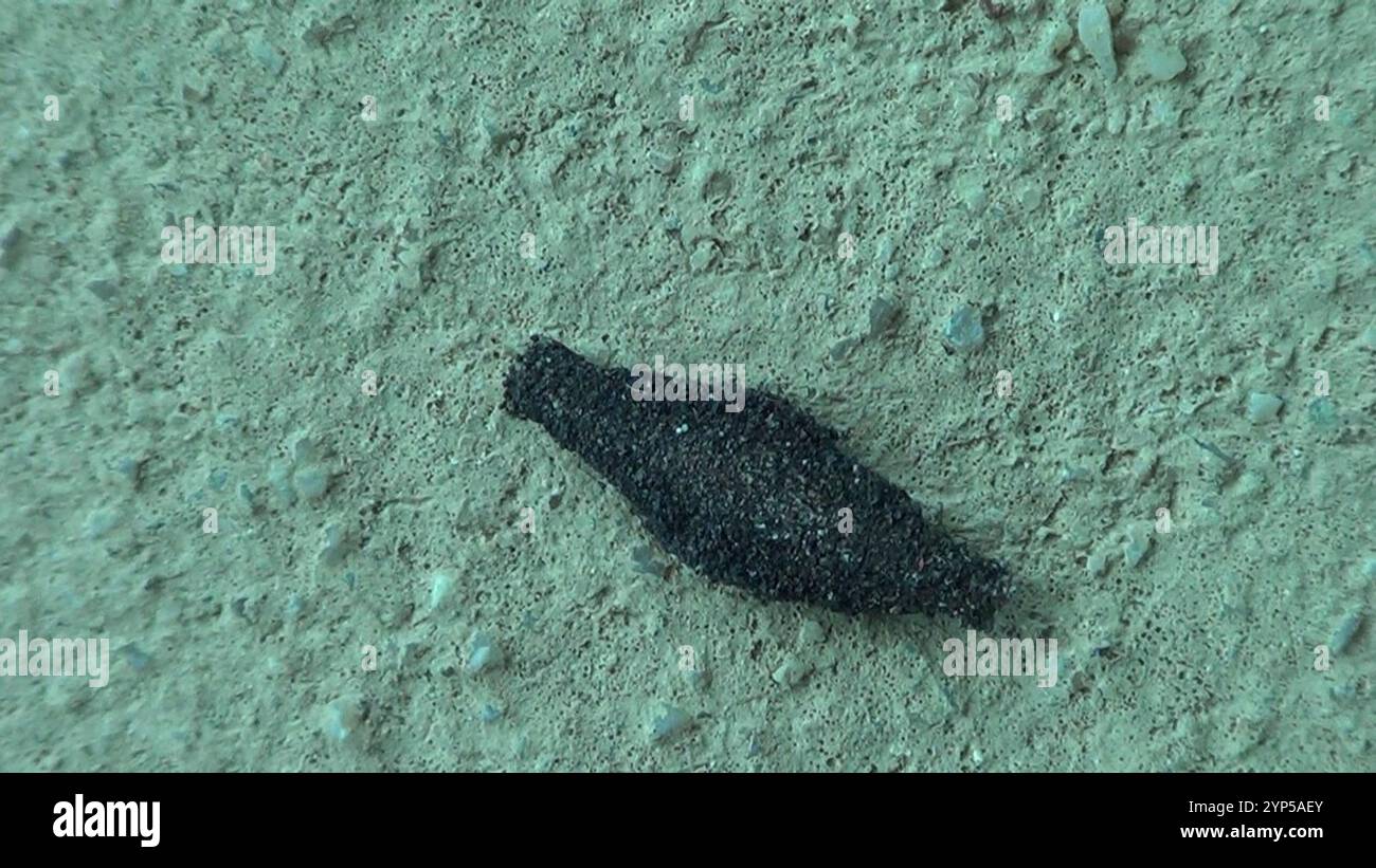 Phereoeca uterella hi-res stock photography and images - Alamy