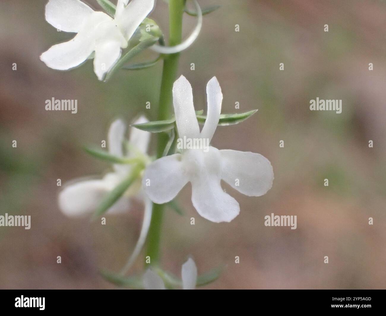 Chalepensis hi-res stock photography and images - Alamy