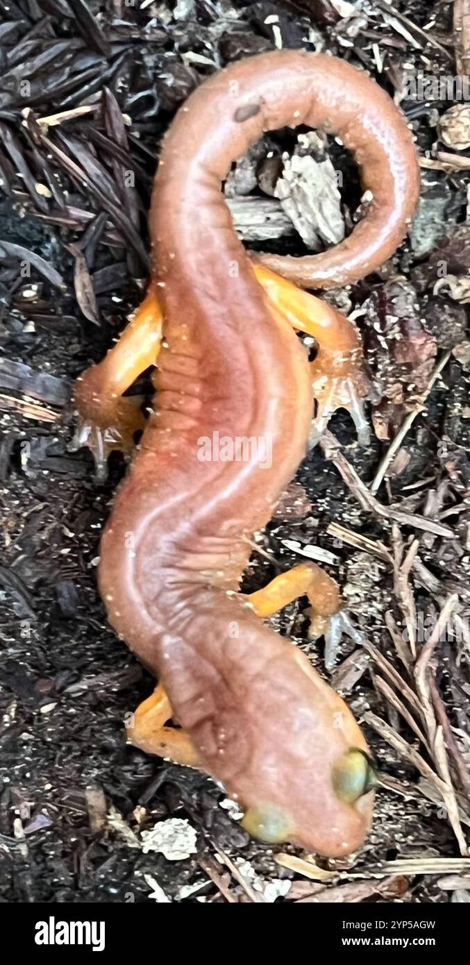 Yellow-eyed Ensatina (Ensatina eschscholtzii xanthoptica Stock Photo ...