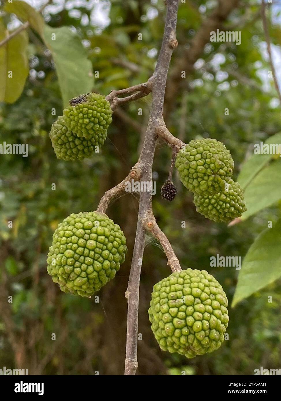West Indian Elm (Guazuma ulmifolia Stock Photo - Alamy