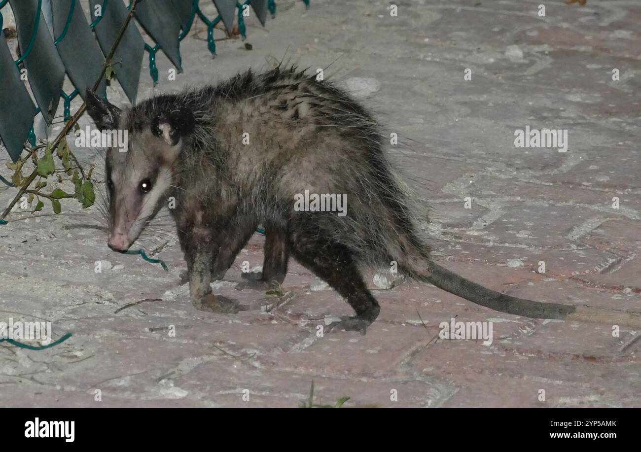 Large American Opossums (Didelphis Stock Photo - Alamy