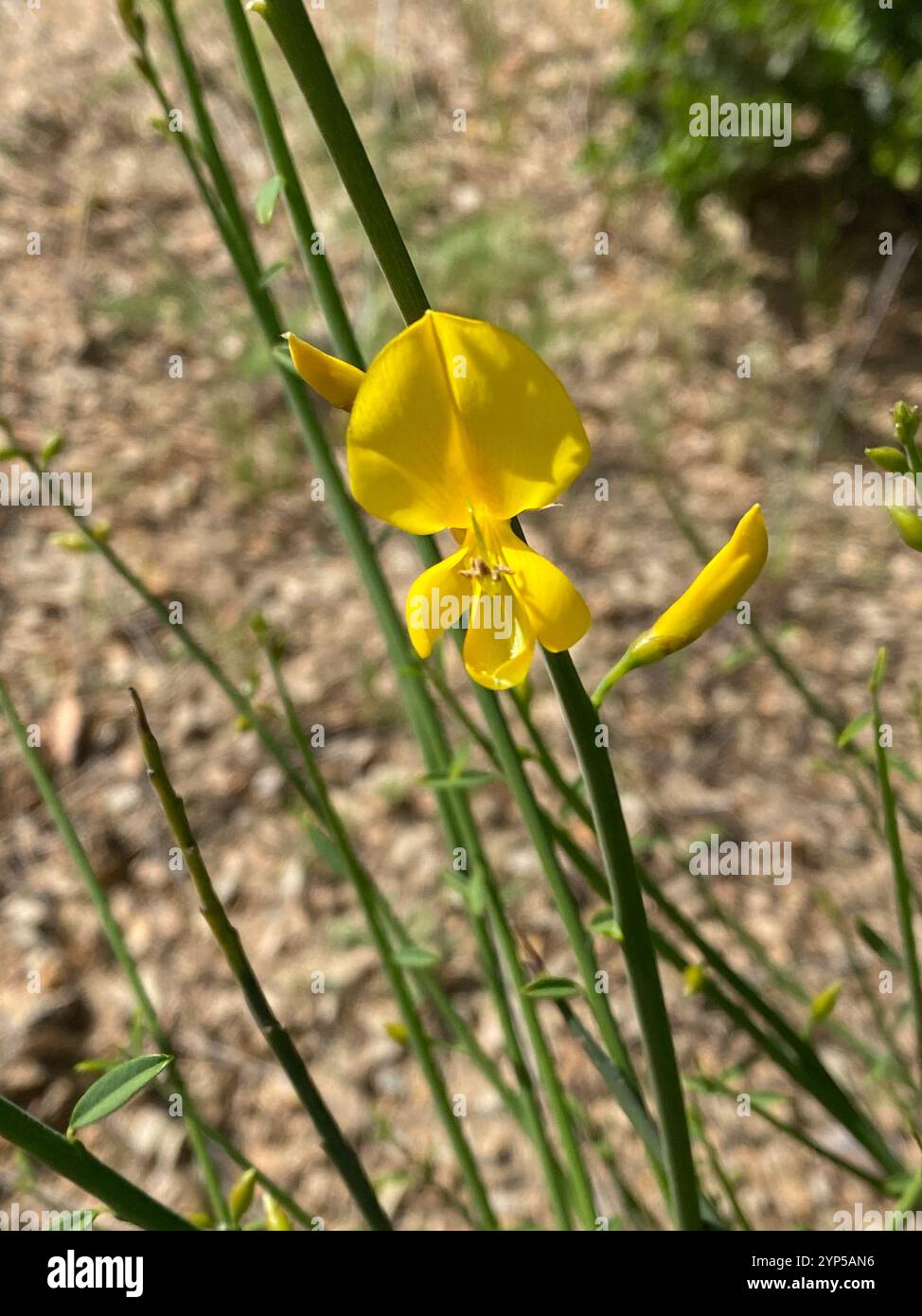 Spanish Broom (Spartium junceum Stock Photo - Alamy